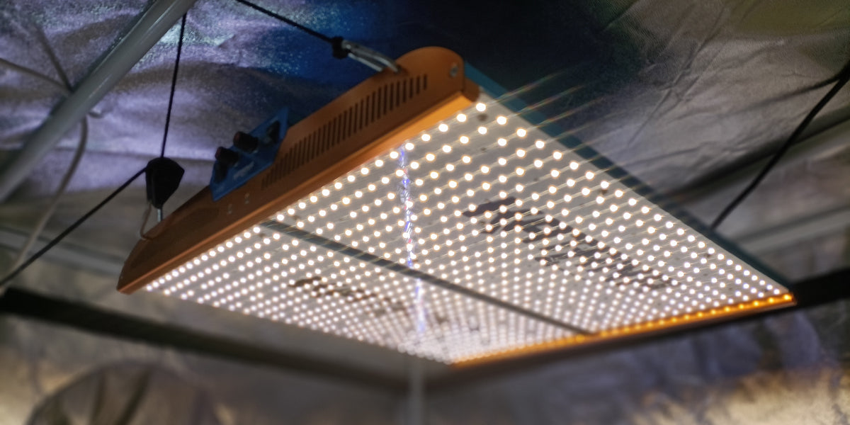 A Beginner's Guide to Hydroponic Lighting in Australia — Fran's Hydroponics