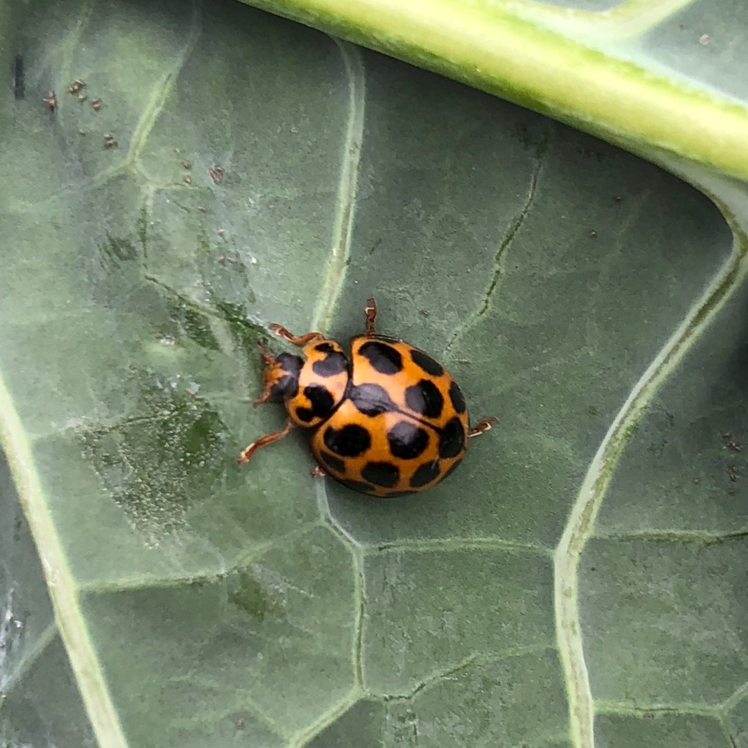 Bugs for Bugs Spotted ladybird — Fran's Hydroponics